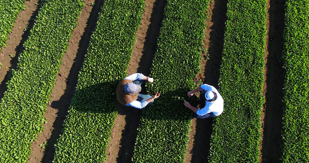 Mulyan Farm - OUR PRODUCE
